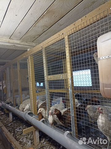 Куры несушки породные Леггорн 4 мес