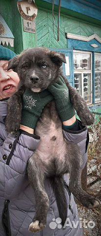 Щенок тигровый окрас мальчик 4 месяца