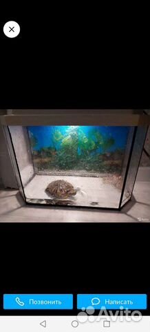 Красноухая черепаха с аквариумом