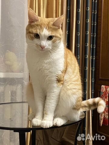 Кот американский рингтейл