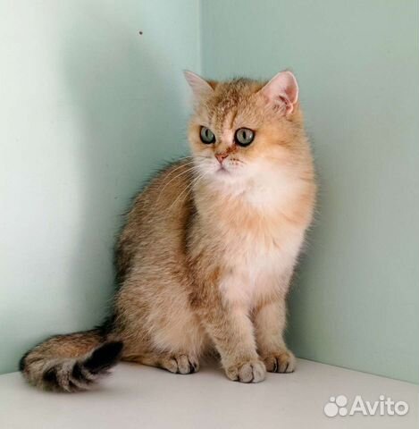 Кошки