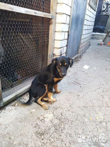 Собака в добрые руки