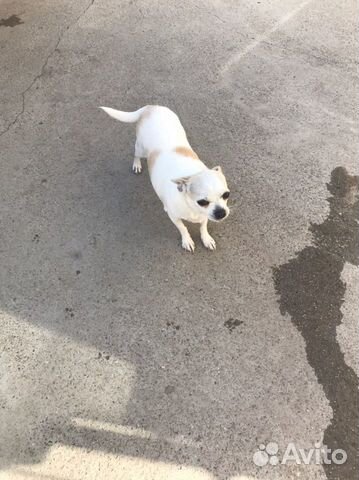 Собака в добрые руки чихуахуа