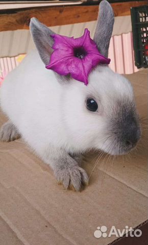 Декоративные кролики