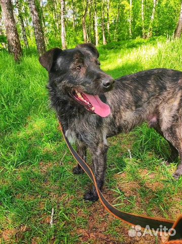 Тайсон из приюта ищет хозяина