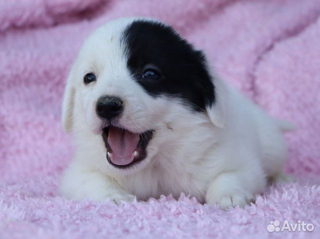 Лютик щенок ищет дом