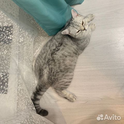 Молодой шотландец в поисках семьи