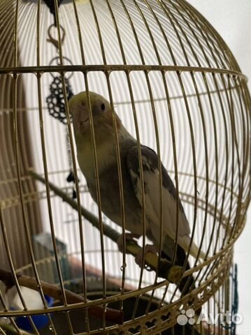 Попугай корелла с клеткой