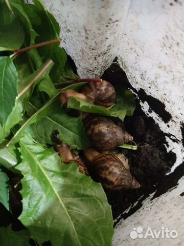 Улитки Ахатины