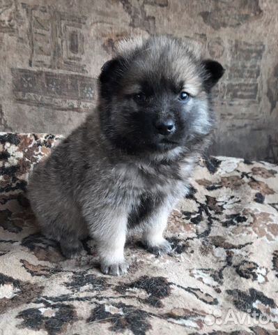 Ищет дом и семью щенок Дизель