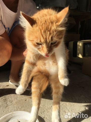 Тигровые кошаки