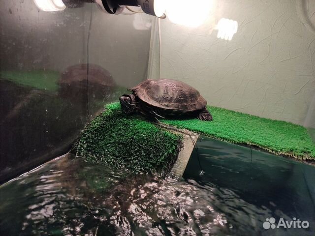 Отдам красноухую черепаху