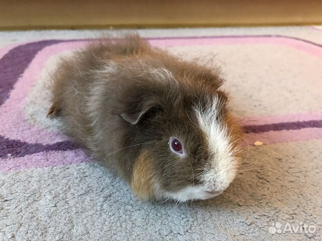 Морская свинка породы Швейцарский Тедди 4,5 мес