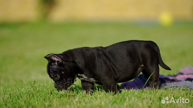 Американский Булли очень маленькая девочка