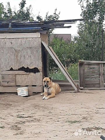 Вязка алабай