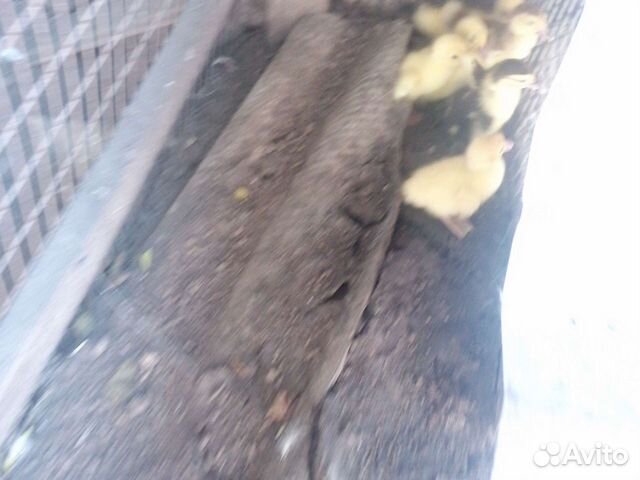 Молодняк птицы