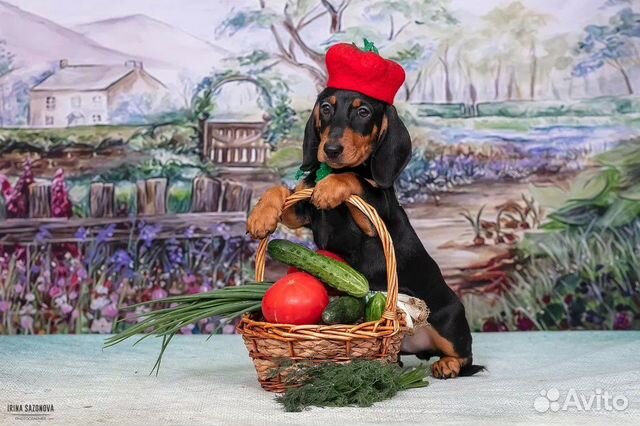 Стандартная Такса мальчик с геном Пайболда