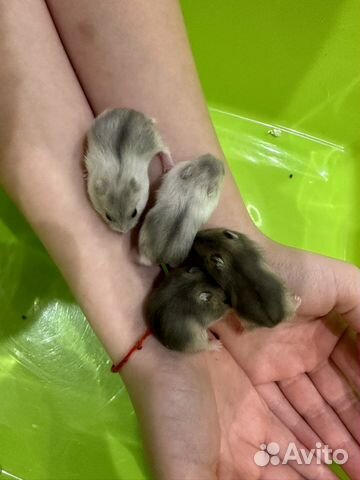 Джунгарский хомяк