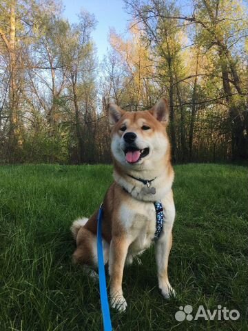 Кобель сиба-ину на вязку