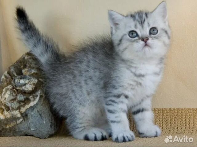 Британские котята