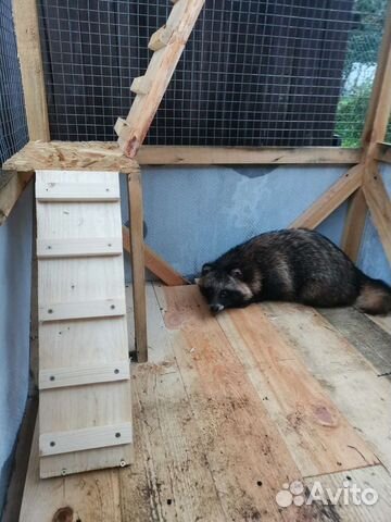 Енотовидная собака