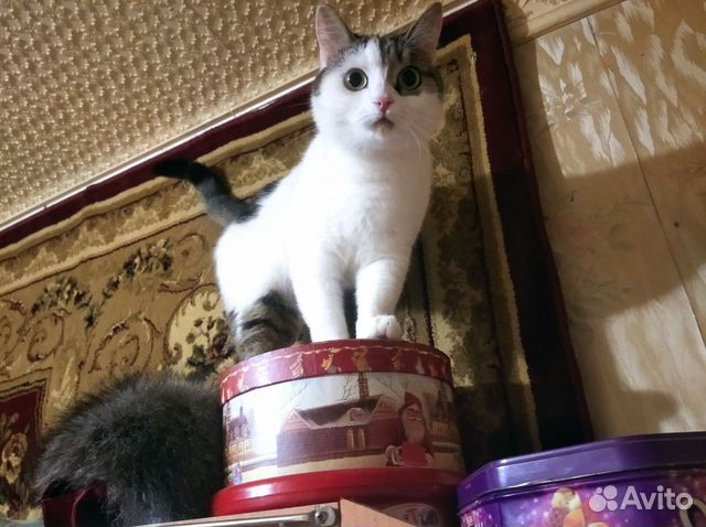 Кошку 3.5 года, бесплатно, в добрые руки