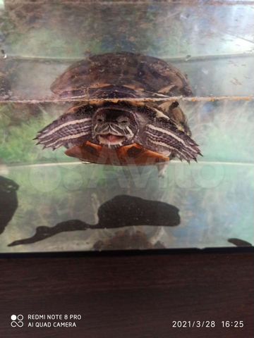 Красноухая черепаха с аквариумом