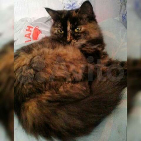 Молодая кошка