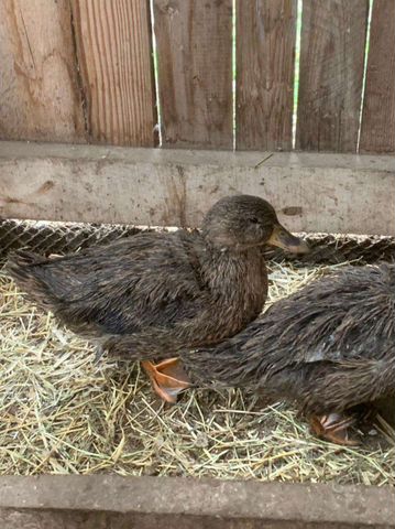 Подсадная дикая утка