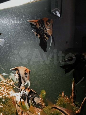 Скалярии 6 штук