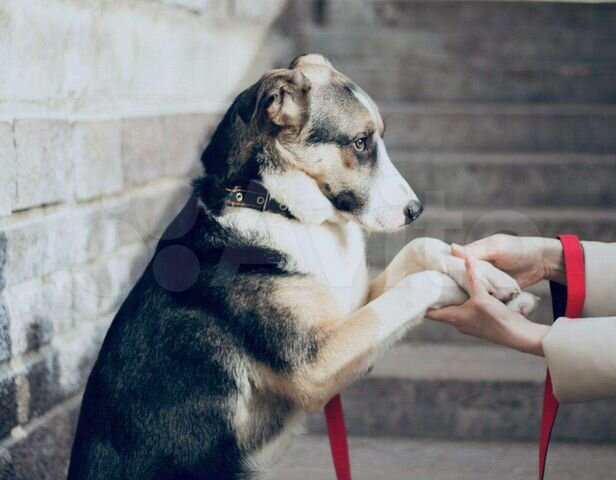 Собака кобель красавчик Бруно