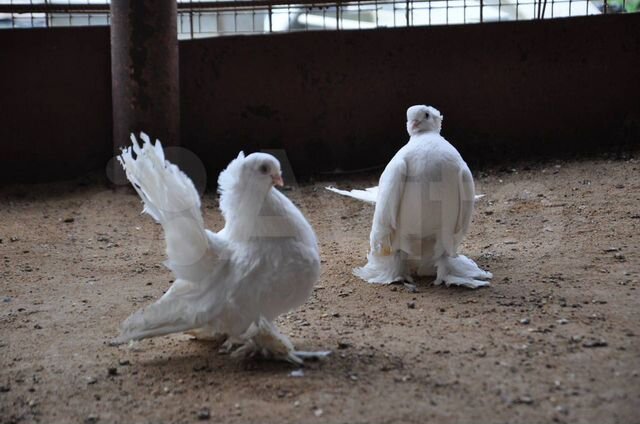 Продажа голубей Омские статные белые, Ленточные