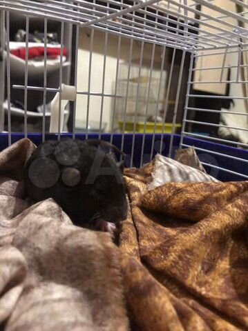 Крысята дамбо