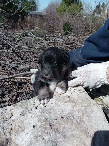 Кутенок Мальчик