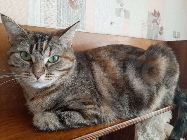 Кошка,похожая на бенгала