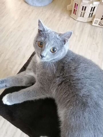 Котенок-девочка полубританка