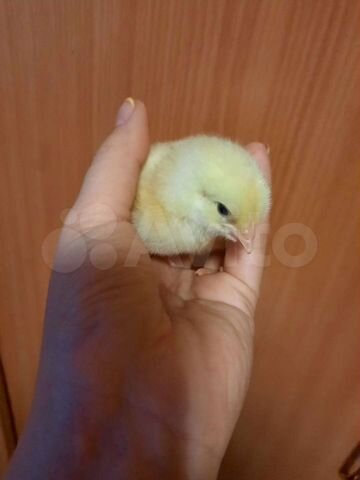 Цыпленок кооб 500