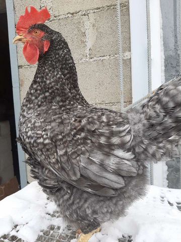 Петух на племя