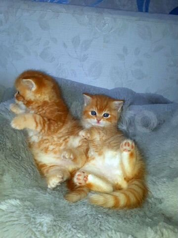 Котята мраморного окраса