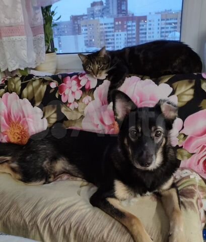 Отдам щенка-подростка, девочку, 10 мес