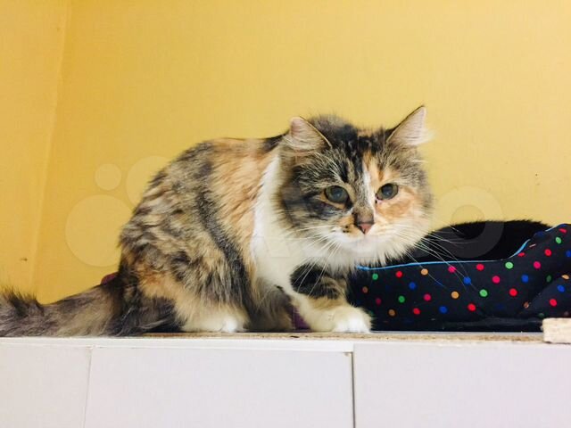 Кошечка Лиса