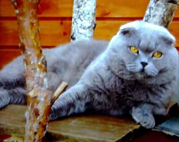 Котик молодой голубой приглашает на вязку