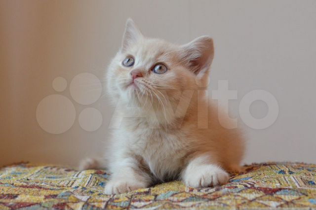 Шотландский котик кремовый тигровый