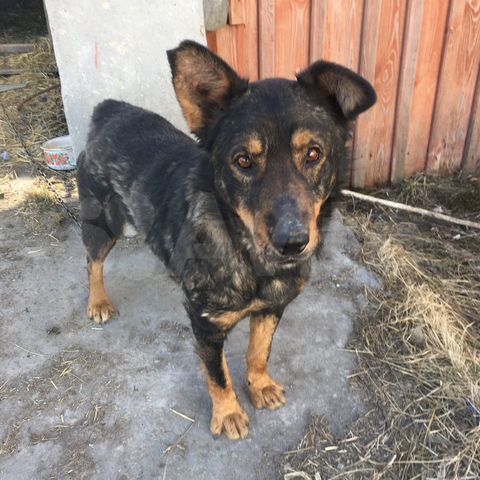 Брэд ищет дом