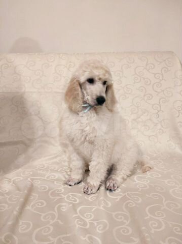 Щенки королевского пуделя