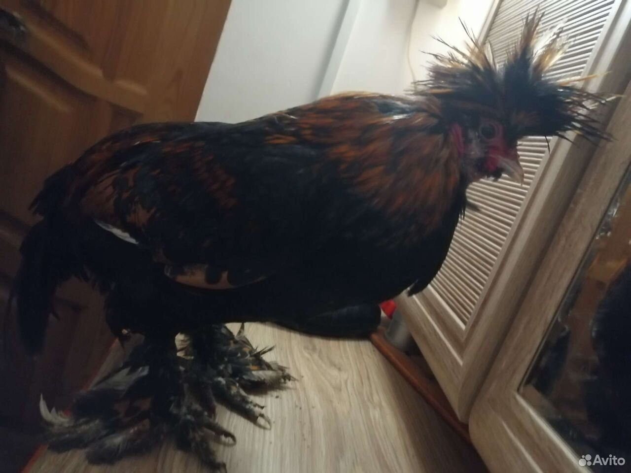 Петух и курочка