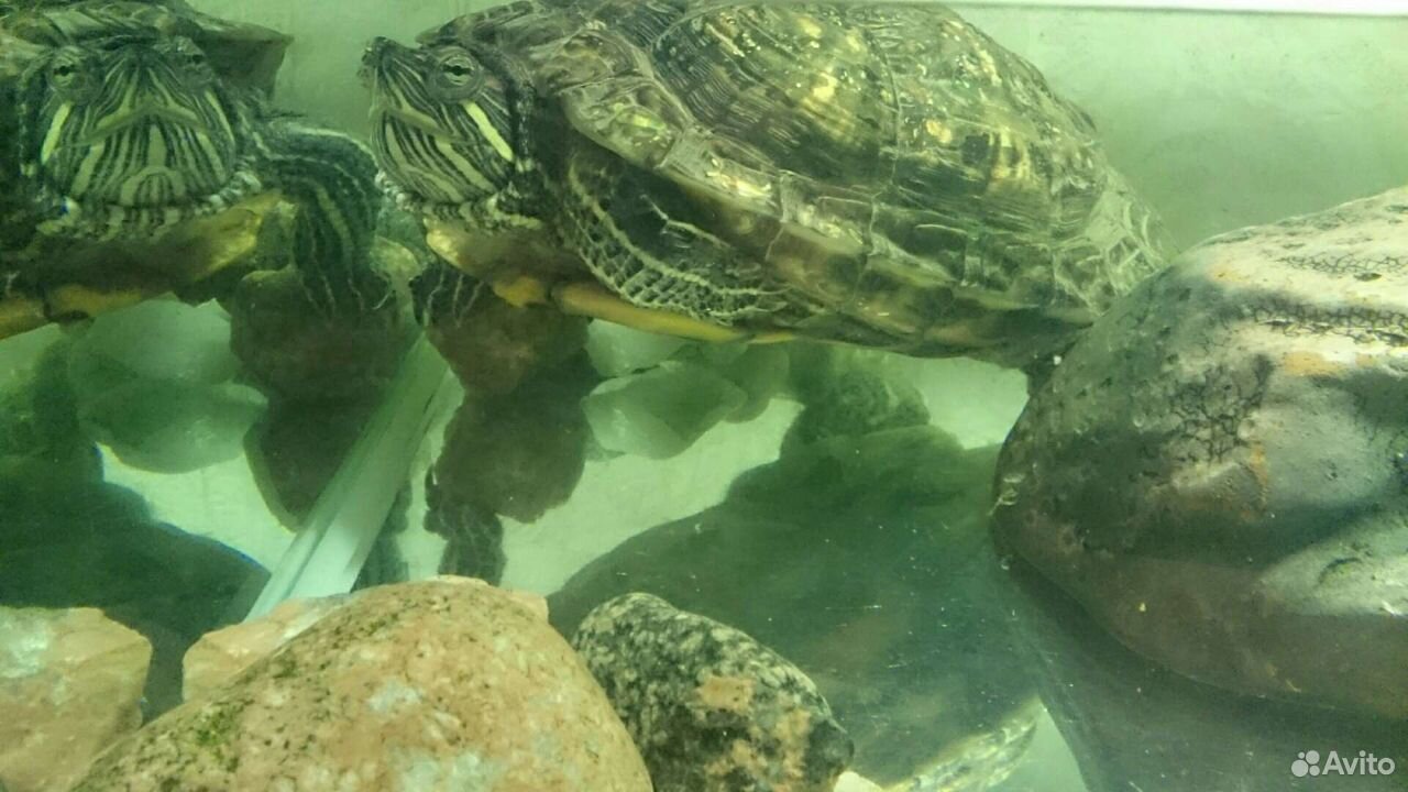 Черепаха красноухая большая