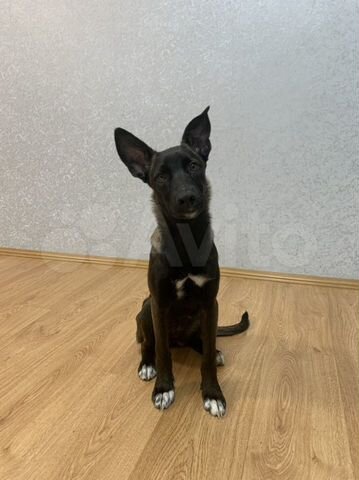 Ищем хороших хозяев для щенка