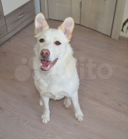 Даша ищет дом