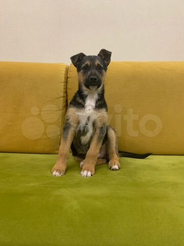 Щенок метис овчарки